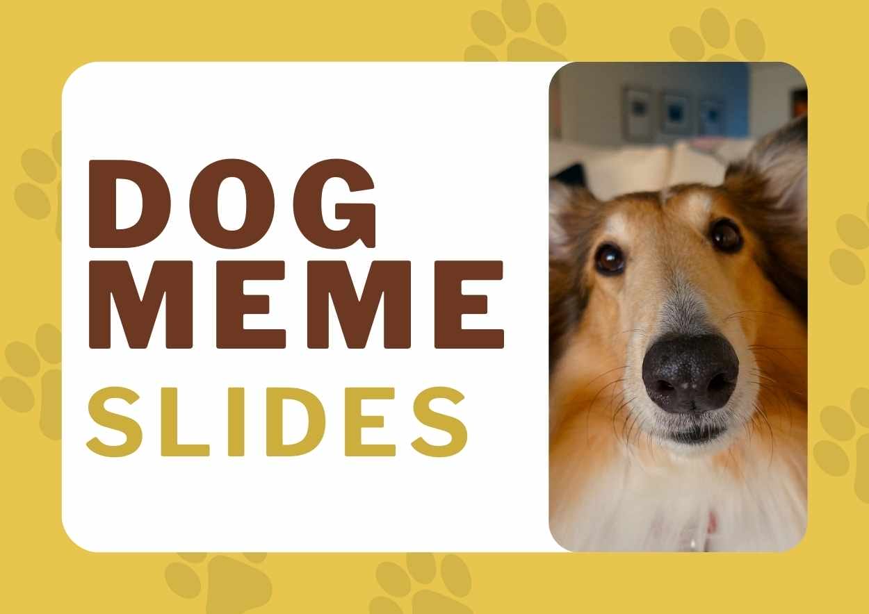 Slide Meme Anjing Lucu - Template Presentasi Gratis - SlidesCarnival