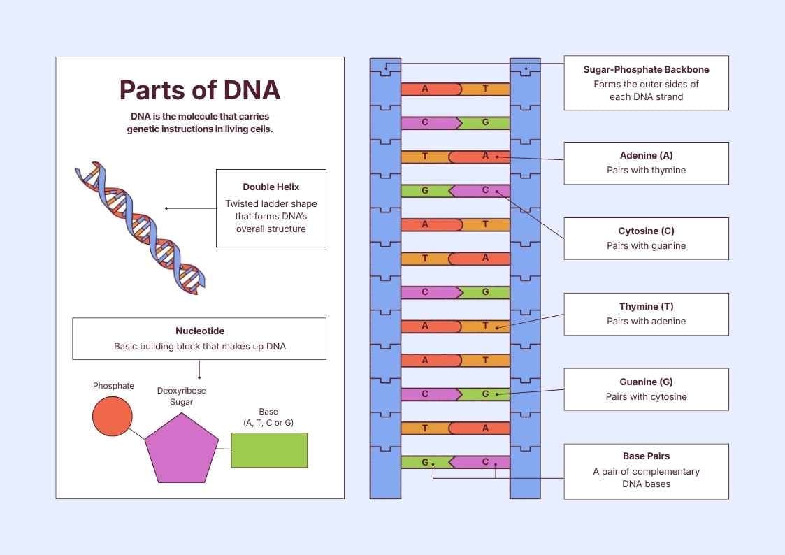 Template infografis struktur DNA gratis
