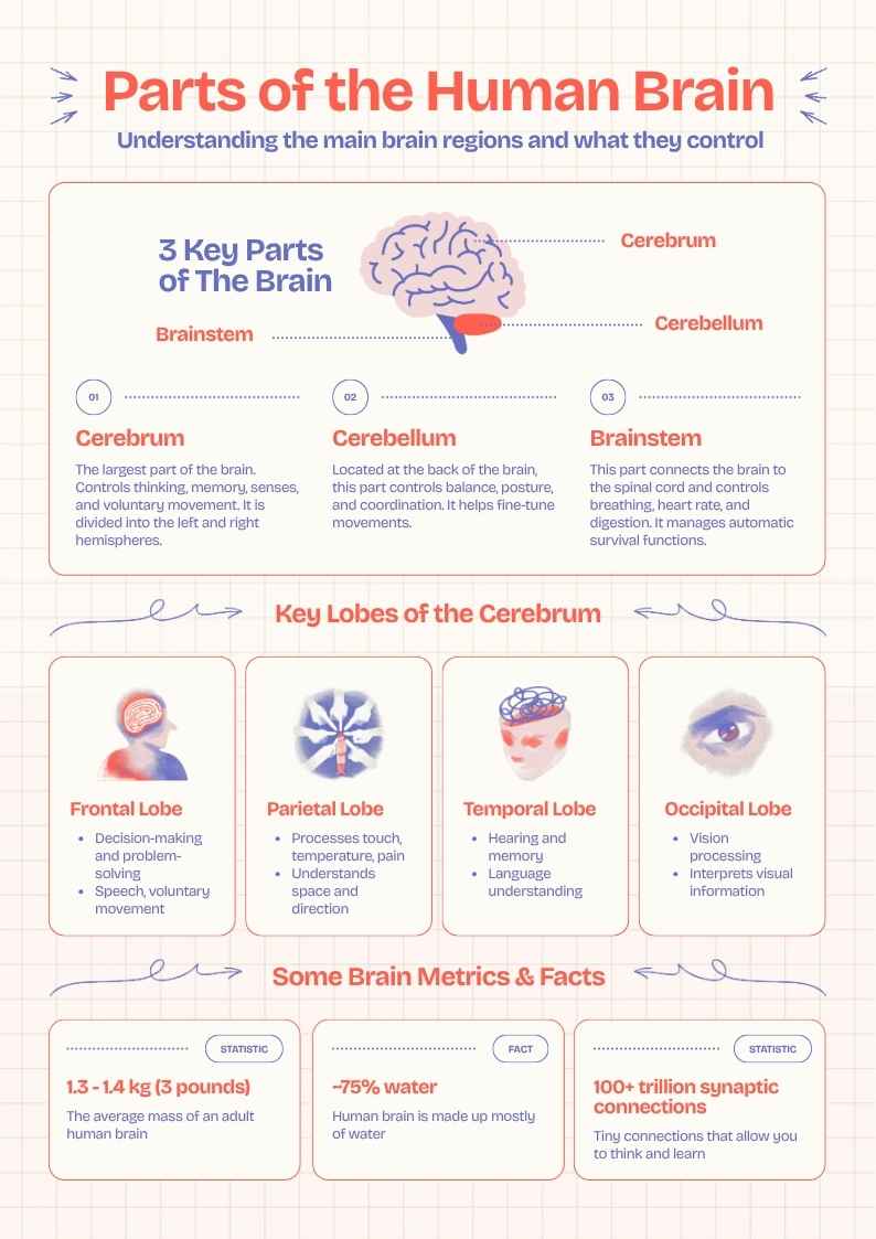 Infográfico do cérebro humano: template grátis