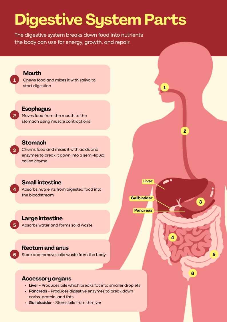 Template de infográfico do sistema digestório grátis