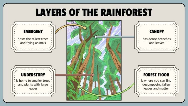 Animal Habitats Science Lesson for Elementary. Free PPT & Google Slides ...