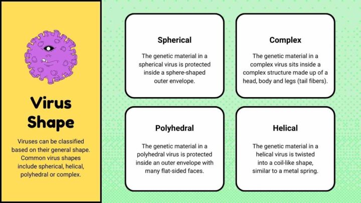 Bacteria and Viruses Lesson for Elementary. Free PPT & Google Slides ...