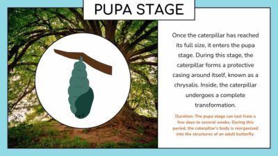 Butterfly Life Cycle Infographic. Free PPT & Google Slides Template ...