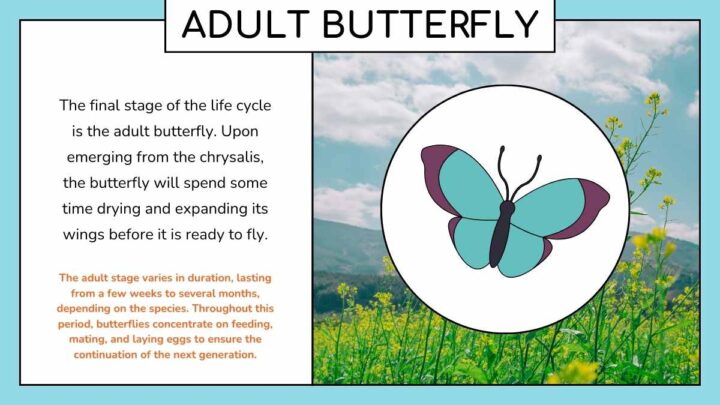 Butterfly Life Cycle Infographic. Free PPT & Google Slides Template ...
