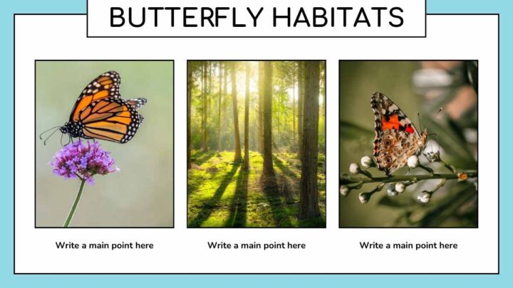 Butterfly Life Cycle Infographic. Free PPT & Google Slides Template ...