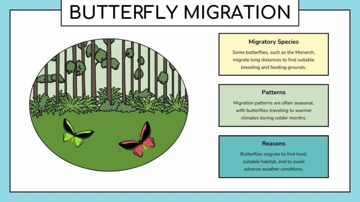Butterfly Life Cycle Infographic. Free PPT & Google Slides Template ...
