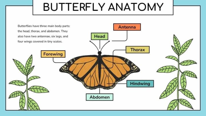 Butterfly Life Cycle Infographic. Free PPT & Google Slides Template ...