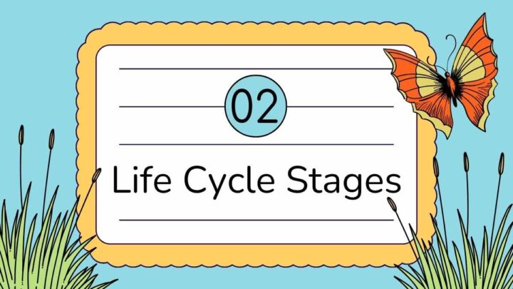 Butterfly Life Cycle Infographic. Free PPT & Google Slides Template ...
