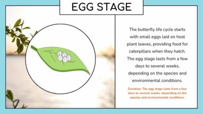 Butterfly Life Cycle Infographic. Free PPT & Google Slides Template ...