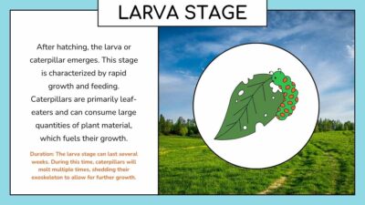 Butterfly Life Cycle Infographic. Free PPT & Google Slides Template ...