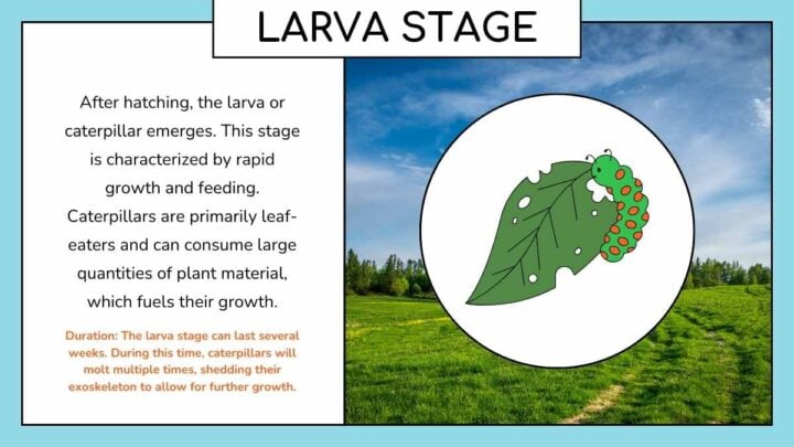 Butterfly Life Cycle Infographic. Free PPT & Google Slides Template ...