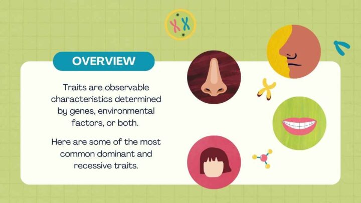 Genetic Traits and Inheritance Lesson for Middle School. Lesson ...