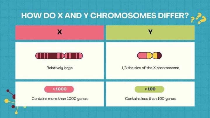 Genetic Traits and Inheritance Lesson for Middle School. Lesson ...