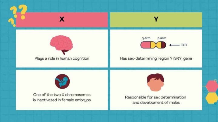 Genetic Traits and Inheritance Lesson for Middle School. Lesson ...