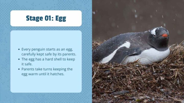 Life Cycle of Penguin Lesson. Free PPT & Google Slides Template ...