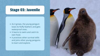Life Cycle of Penguin Lesson. Free PPT & Google Slides Template ...