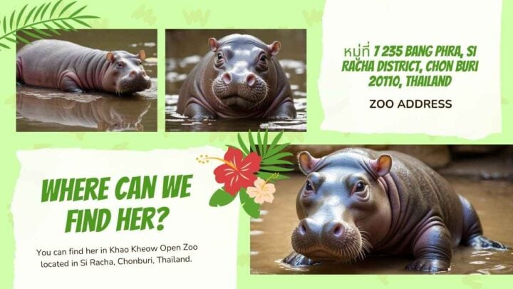 Cute Moo Deng Background. Free PPT & Google Slides Template ...