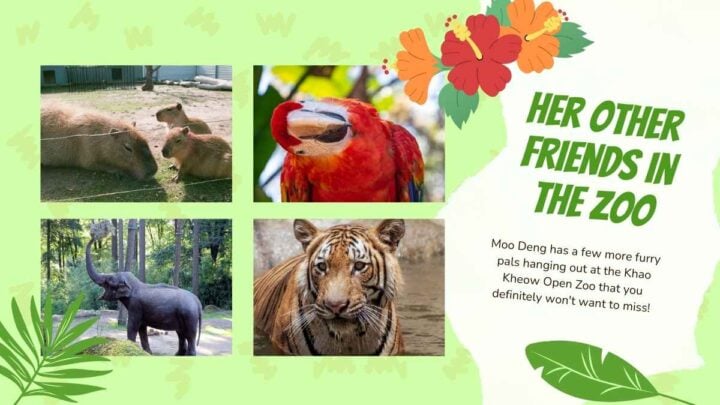 Cute Moo Deng Background. Free PPT & Google Slides Template ...
