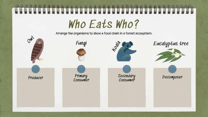 Exploring the Circle of Life: Food Chain Science Lesson for Elementary ...