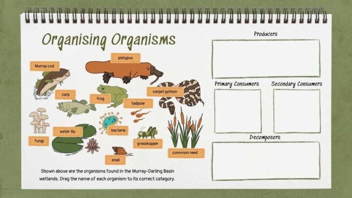 Exploring the Circle of Life: Food Chain Science Lesson for Elementary ...