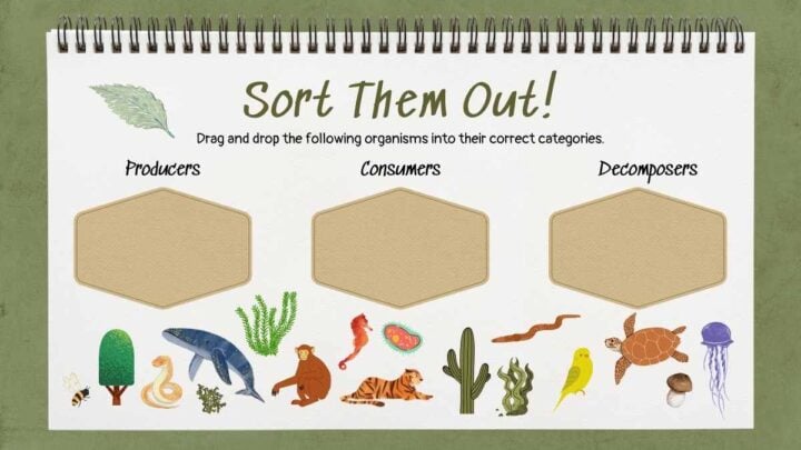 Exploring the Circle of Life: Food Chain Science Lesson for Elementary ...