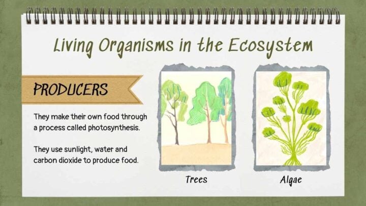 Exploring the Circle of Life: Food Chain Science Lesson for Elementary ...