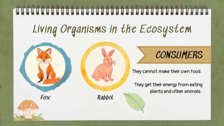 Exploring the Circle of Life: Food Chain Science Lesson for Elementary ...