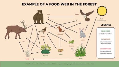 Food Webs Lesson for Elementary. Free PPT & Google Slides Template ...