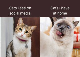 Cat Meme. Free PPT & Google Slides Template — SlidesCarnival