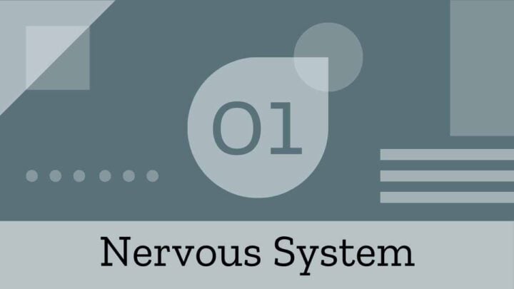 Nervous System Lesson Slides. Free PPT & Google Slides Template ...