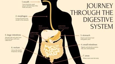 Human Body Systems Lesson for Middle School. Free PPT & Google Slides ...