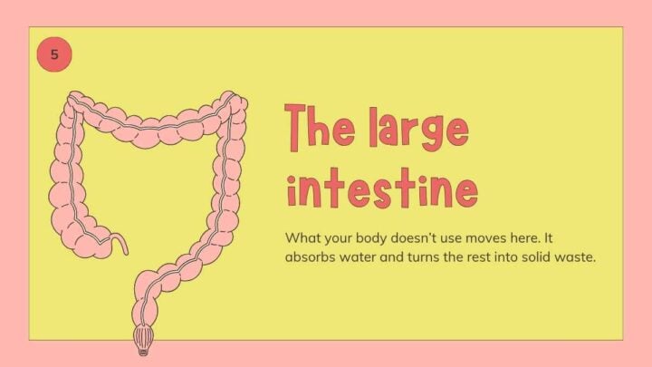 Digestive System Slides for Grade 4. Free Lesson Template — SlidesCarnival