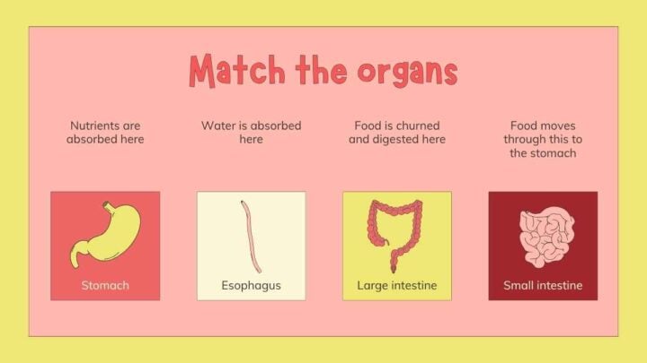 Digestive System Slides for Grade 4. Free Lesson Template — SlidesCarnival