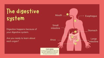 Digestive System Slides for Grade 4. Free Lesson Template — SlidesCarnival
