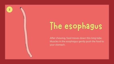 Digestive System Slides for Grade 4. Free Lesson Template — SlidesCarnival