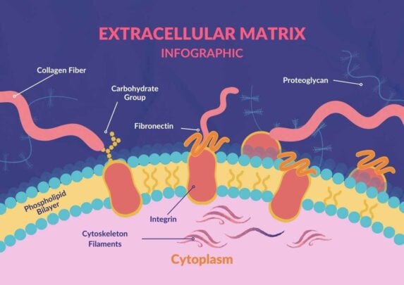 Extracellular Matrix Infographic. Free PPT & Google Slides Template ...