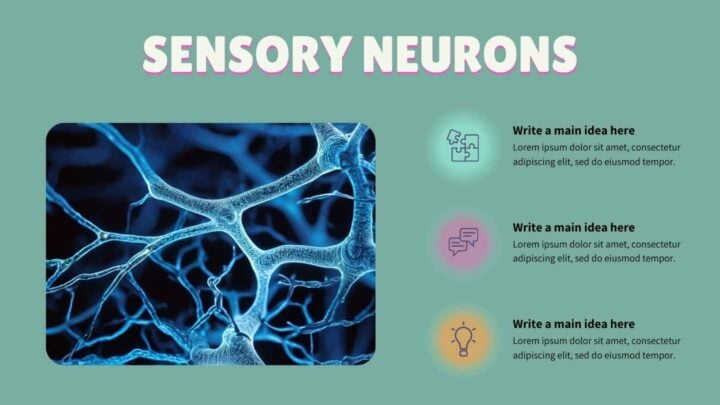 Introduction to the Nervous System. Free PPT & Google Slides Template ...