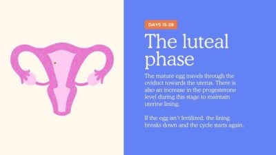 Menstrual Cycle Slides For Grade 10. Free PPT & Google Slides Template ...