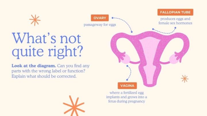 Menstrual Cycle Slides For Grade 10. Free PPT & Google Slides Template ...