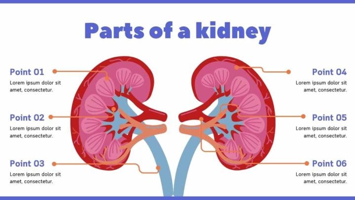 World Kidney Day. Free Presentation Template — SlidesCarnival
