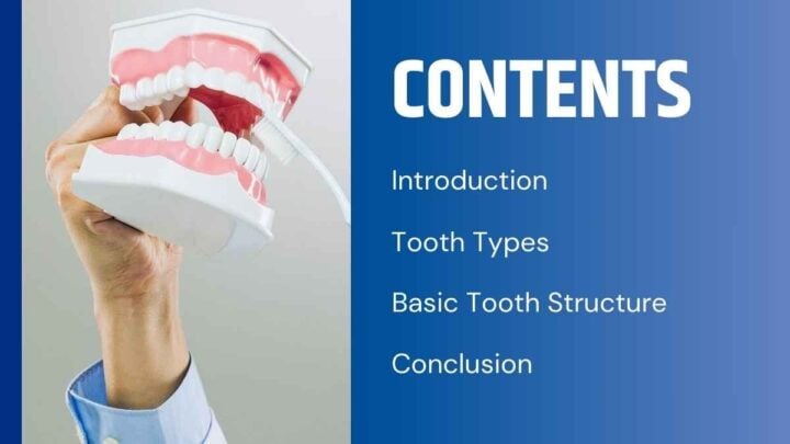 Structure Of Tooth. Free PPT & Google Slides Template — SlidesCarnival