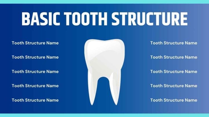 Structure Of Tooth. Free PPT & Google Slides Template — SlidesCarnival