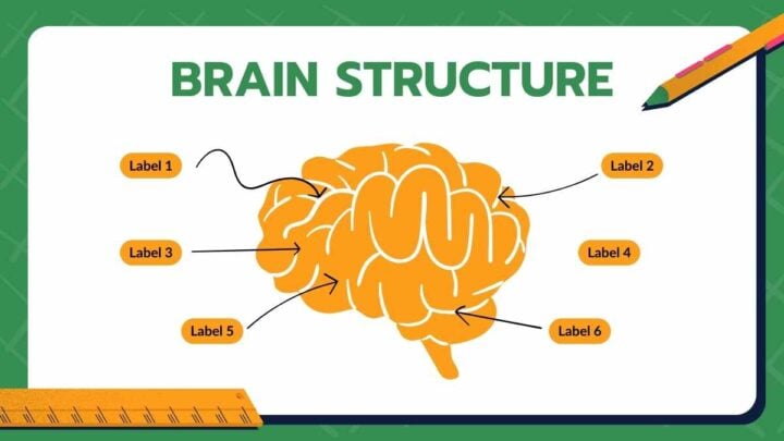 How The Brain Works. Free PPT & Google Slides Template — SlidesCarnival