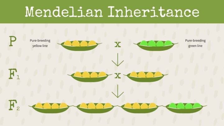 Mendel Genetics. Free PPT & Google Slides Template — SlidesCarnival