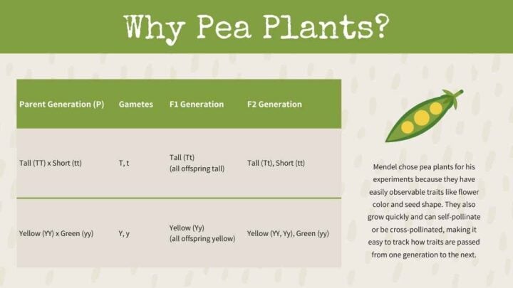 Mendel Genetics. Free PPT & Google Slides Template — SlidesCarnival