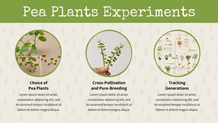 Mendel Genetics. Free PPT & Google Slides Template — SlidesCarnival