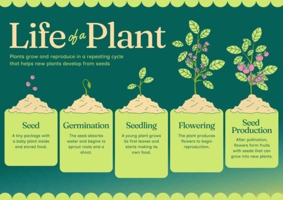 Plant Life Infographic. Free PPT & Google Slides Template — SlidesCarnival